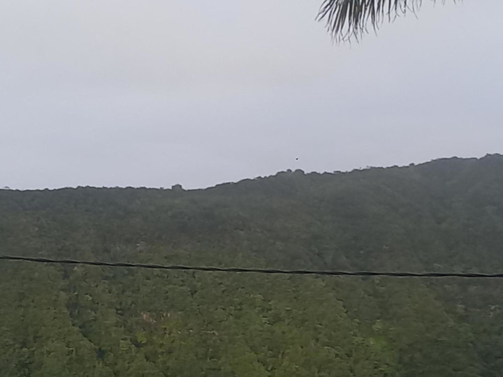 Le Dodo - Réunion