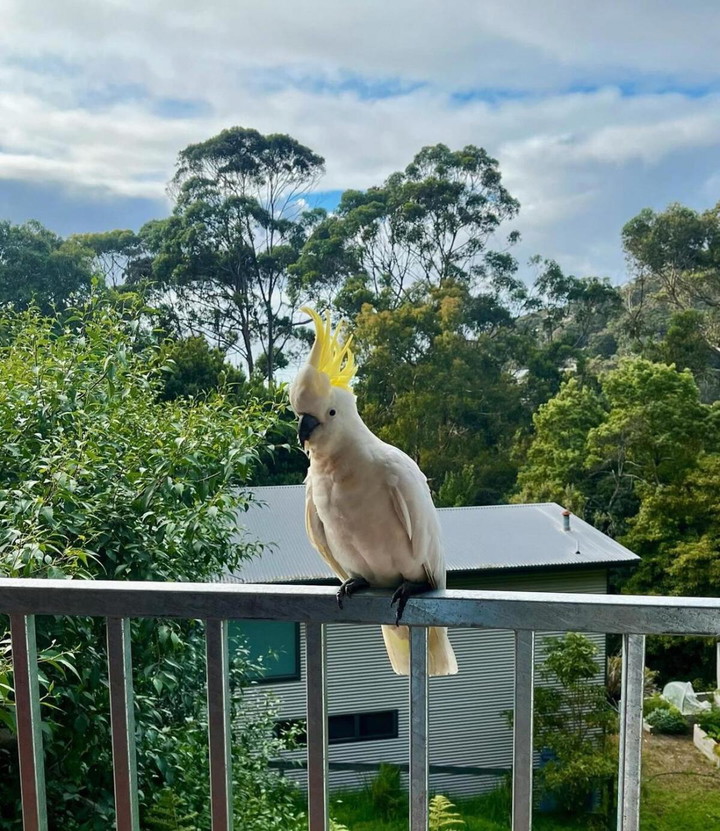 The Bluff Shack - Wye River