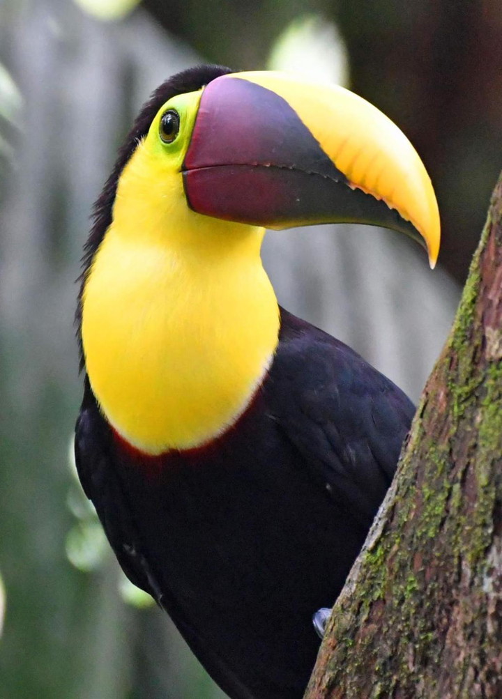 Riverside Villas - Costa Rica