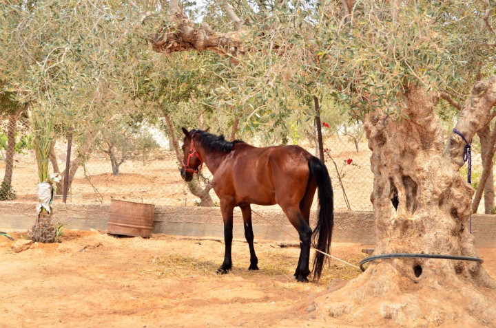 Ranch Tanit Djerba - Djerba