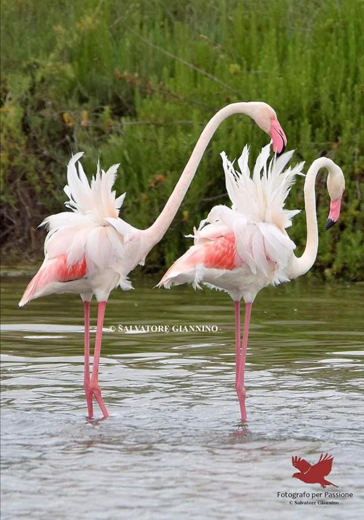 Fenicottero Rosa - Margherita di Savoia