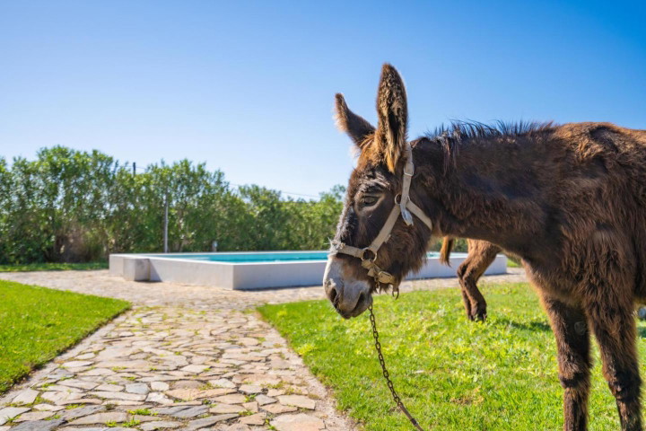 Burro Ville By Host Wise - Algarve