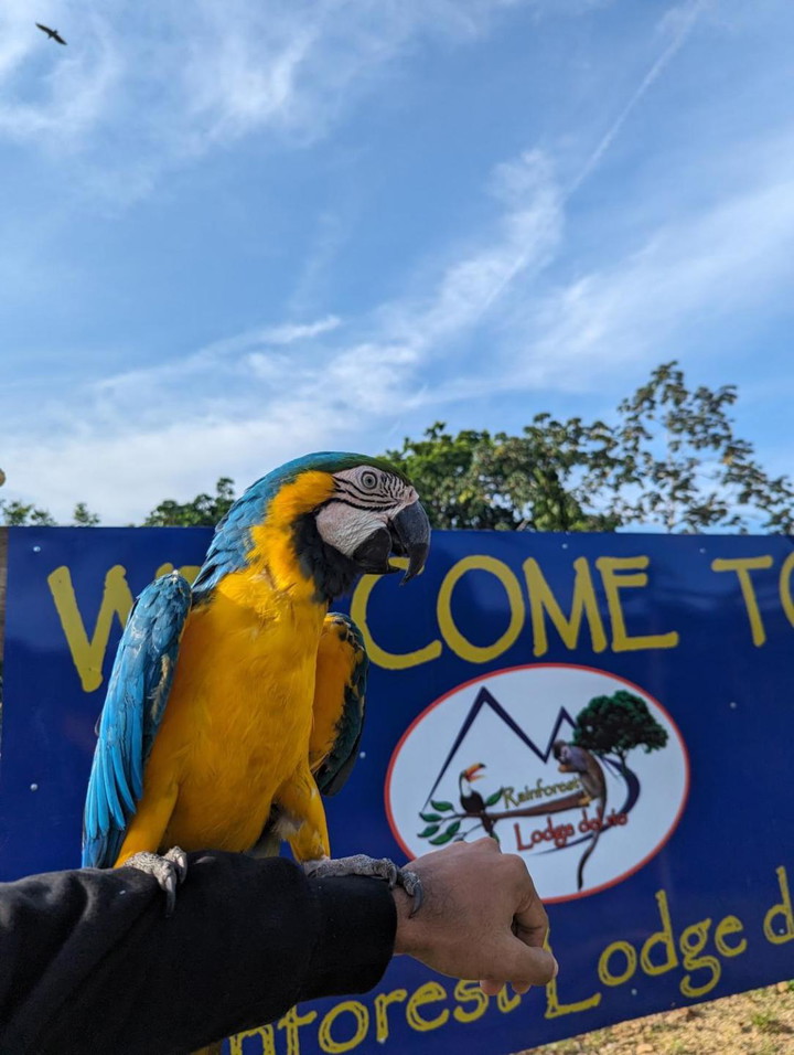 Rainforest Lodge Del Rio - Panama
