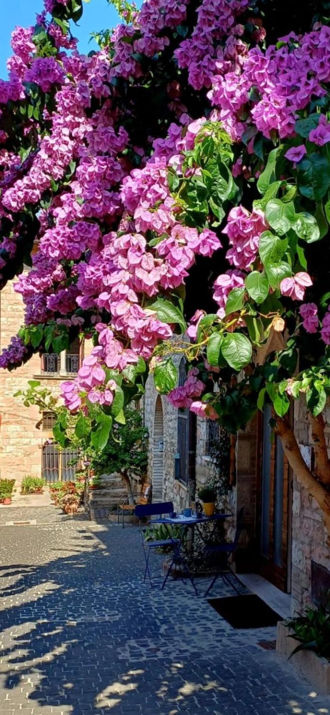 La Bouganville - Assisi