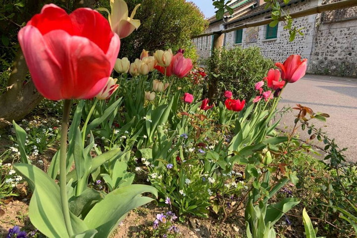 Le Clos De L'eglise - Blanche - Giverny