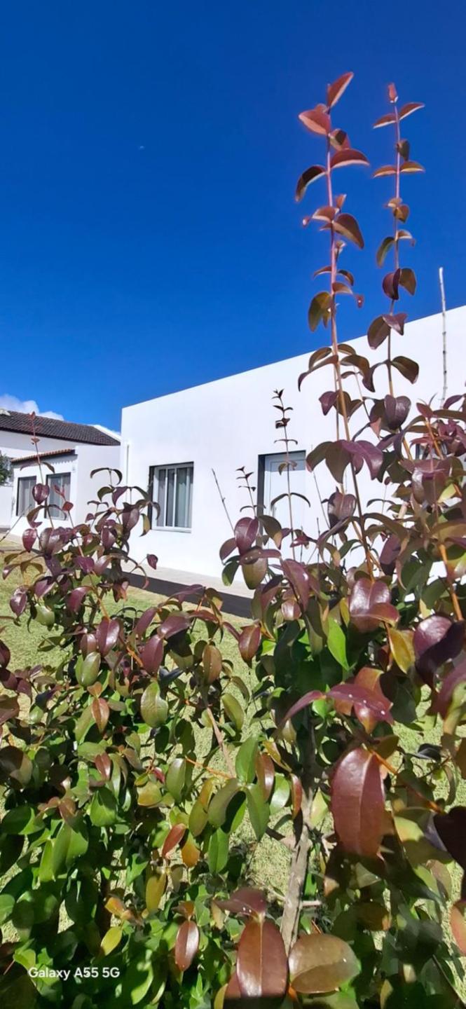 Pineapple Studio - Açores