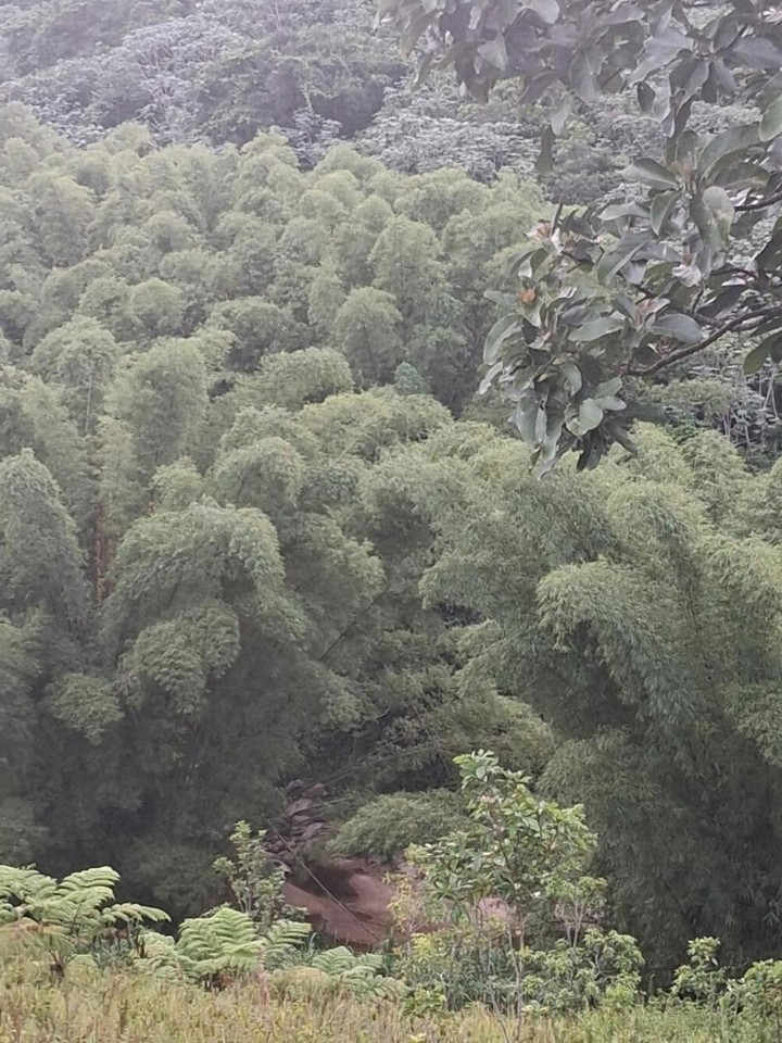 Finca Periquito - Porto Rico