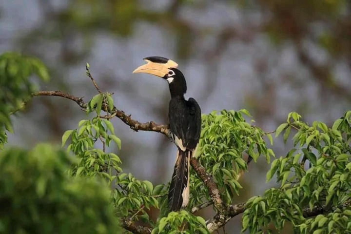 Sigiri Birds Hostel - Sri Lanka