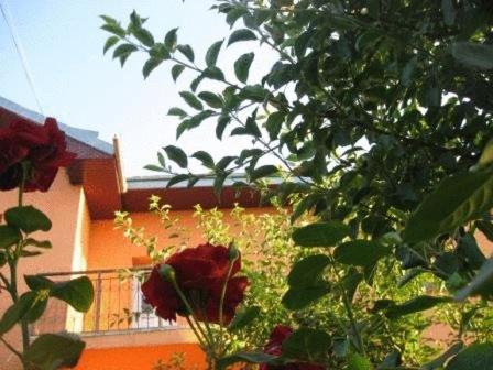 Lary Hostel - Transylvania