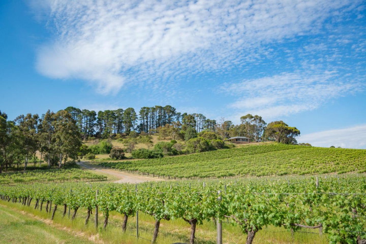 Mclaren Vale Getaways - McLaren Vale