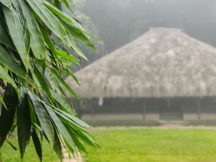 Bamboo Grove - Wayanad