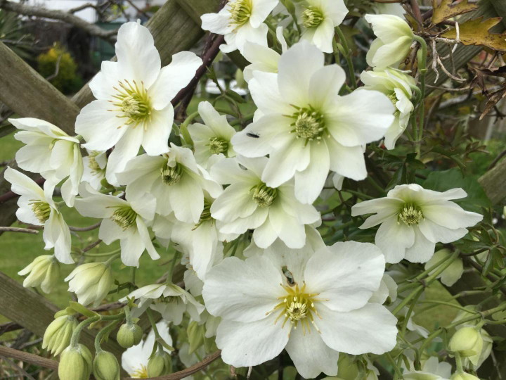 Clematis House Gloucester Road - Tewkesbury