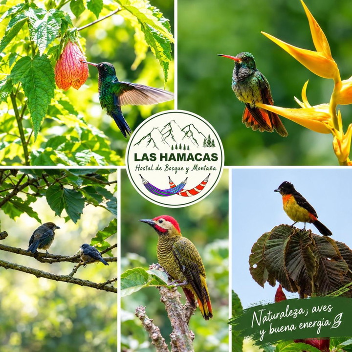Ecohostal Las Hamacas - Chinchiná
