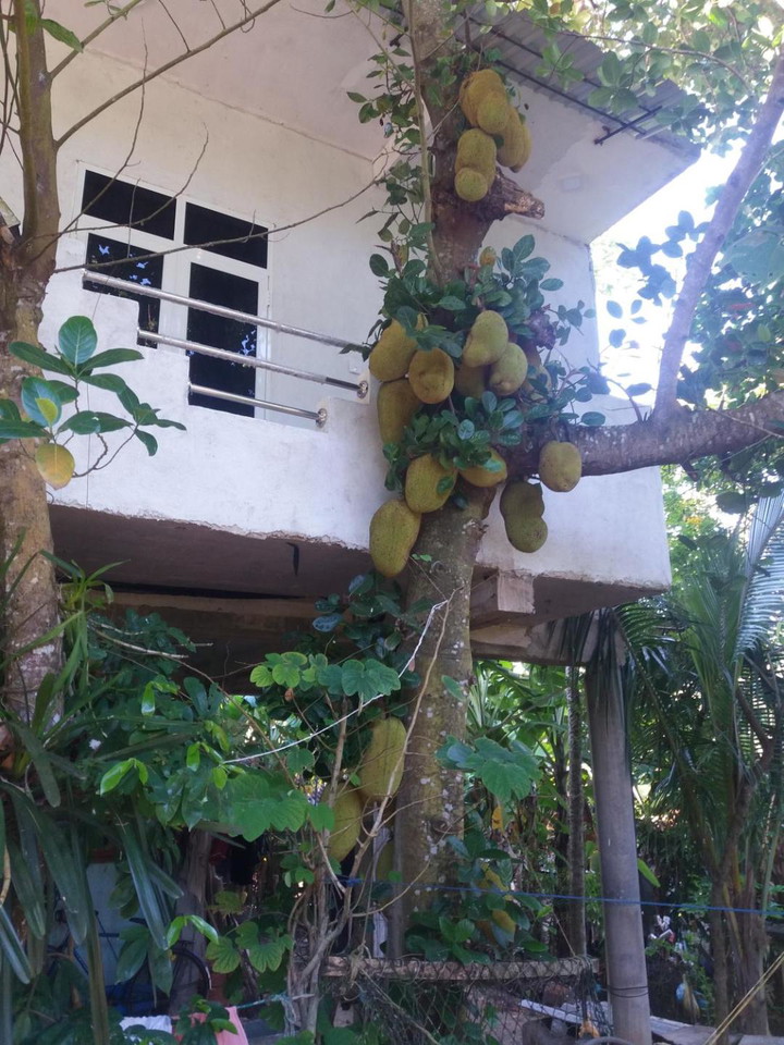 Nature Home - Mirissa