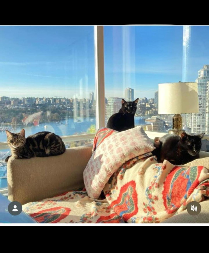 Cat-stle In The Sky - British Columbia