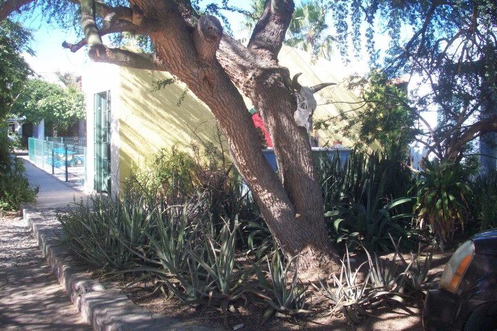 Casabuena B&b - La Paz, Mexico