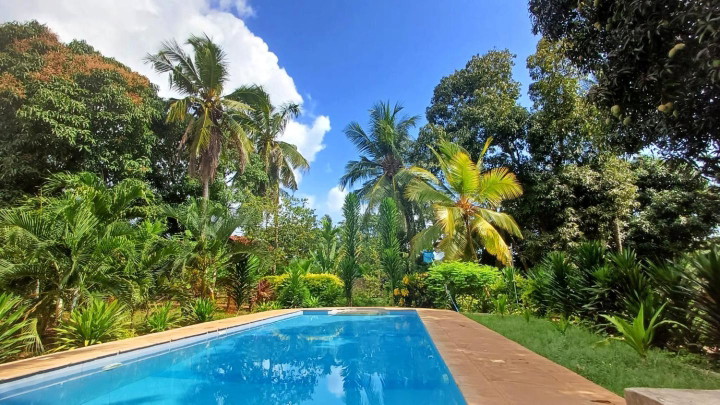 Cycad Palm Diani - Diani Beach