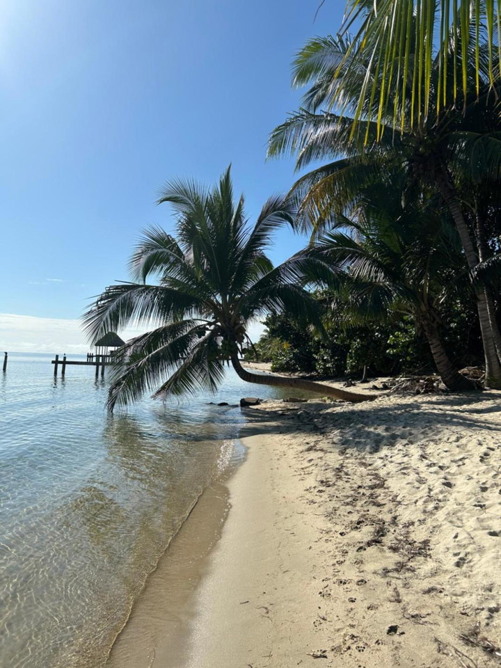 Palm & Pelican - Belize