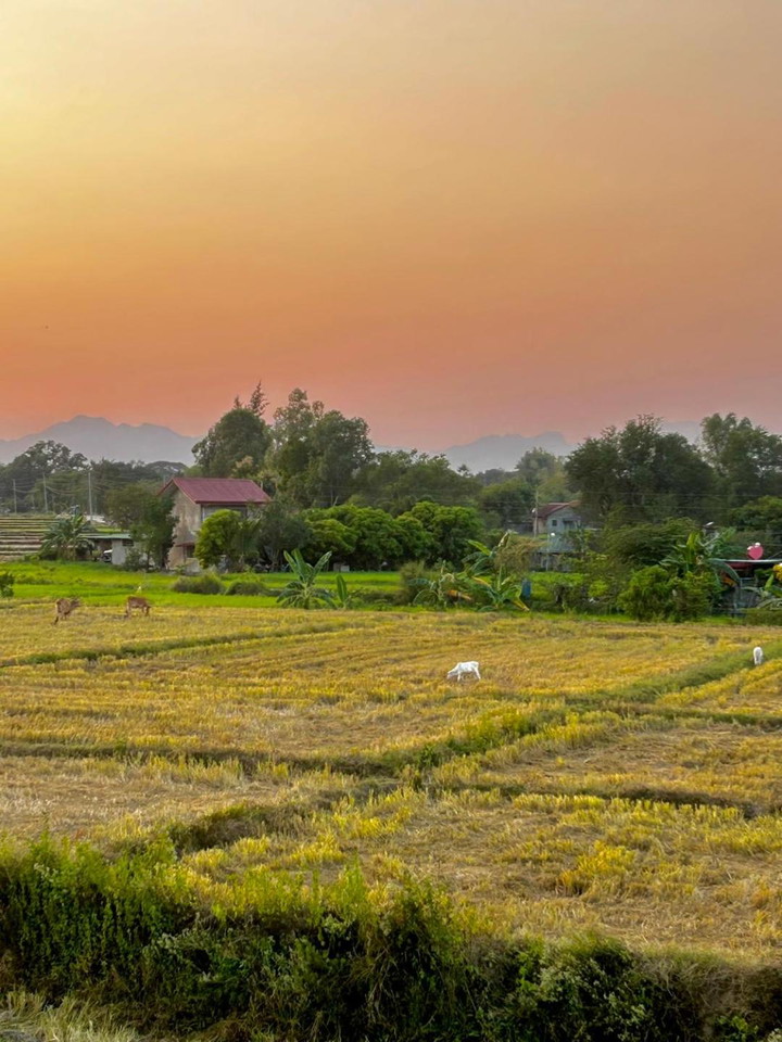 Serene Stay Balcony Ricefield - Hermosa