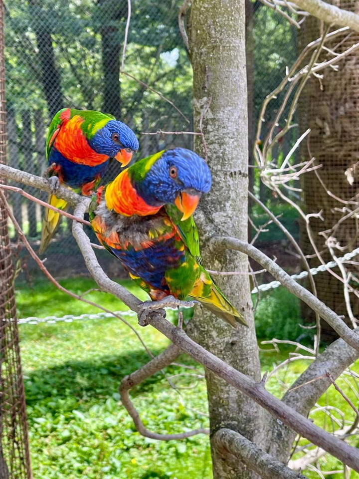 Suite Aracari, Clim, Balneo, Terrasse - Parc Des Oiseaux - Pérouges
