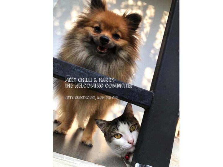 Kitty Guesthouse - Ko Phi Phi Don