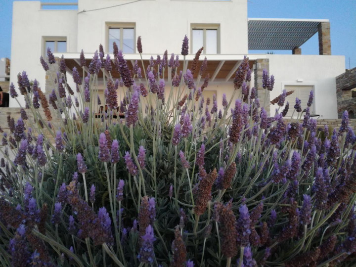 Nesaea Seafront House - Paros