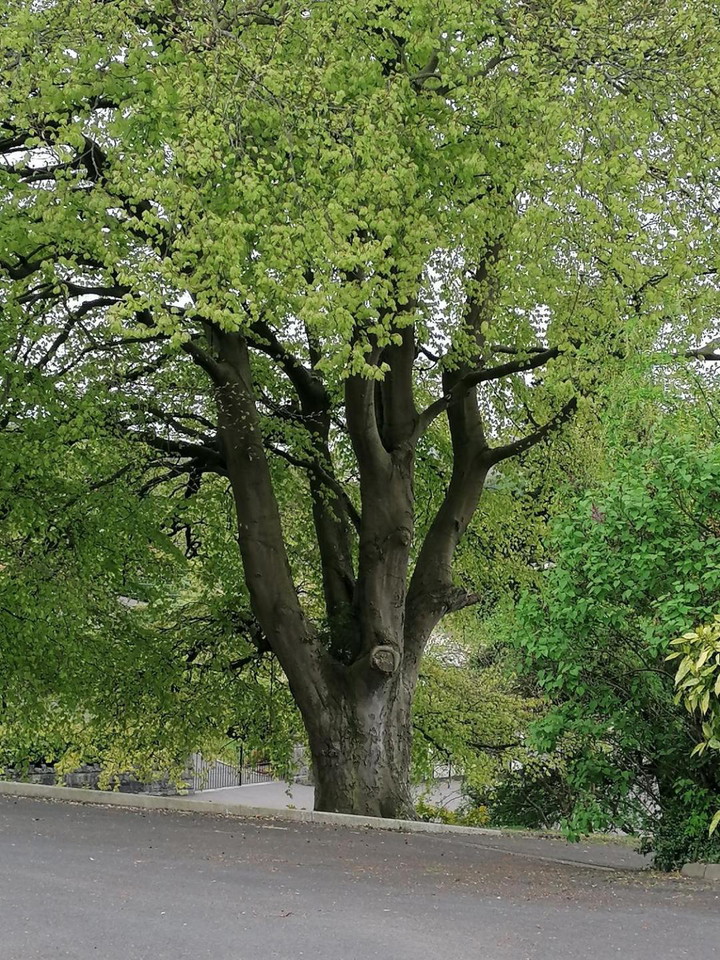 The Beeches - Newry