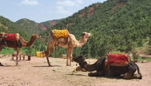 Camel Riding - Agafay