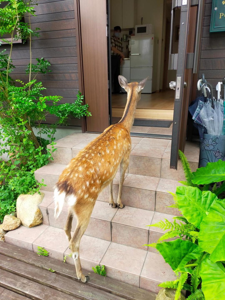 Deer Hostel - Nara