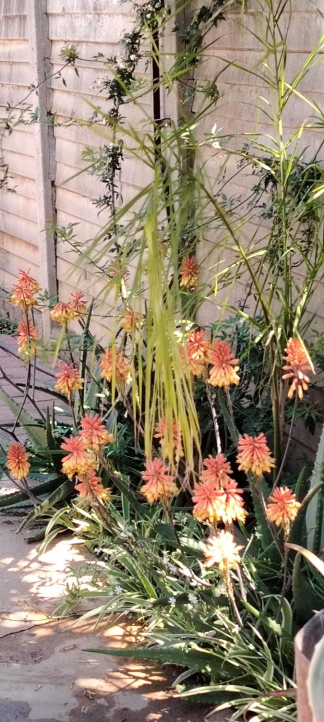 Aloe Haven - Lichtenburg