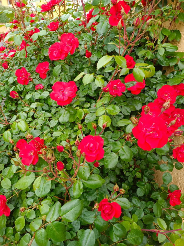 La Maison Des Roses - Le Puy-en-Velay