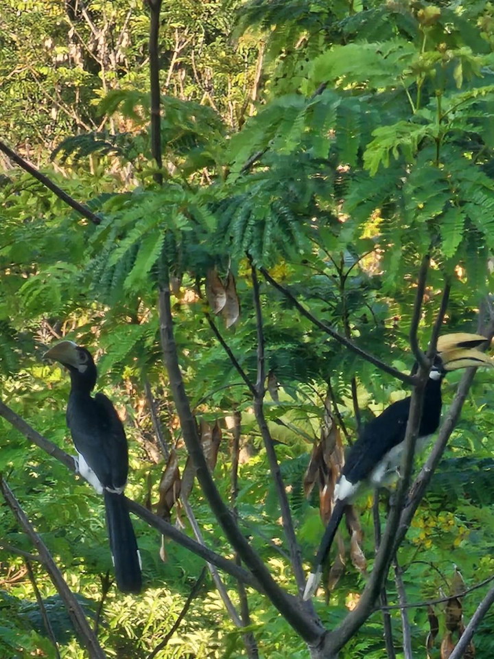 Sweet Jungle Bungalows - Cambodge