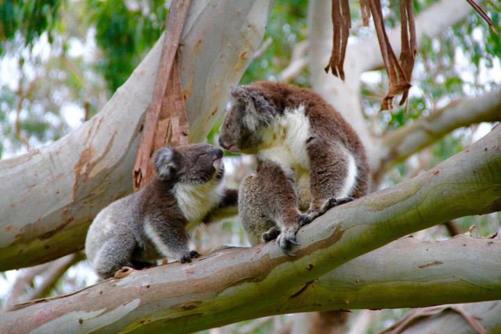 Bimbi Park - Camping Under Koalas - Great Ocean Road