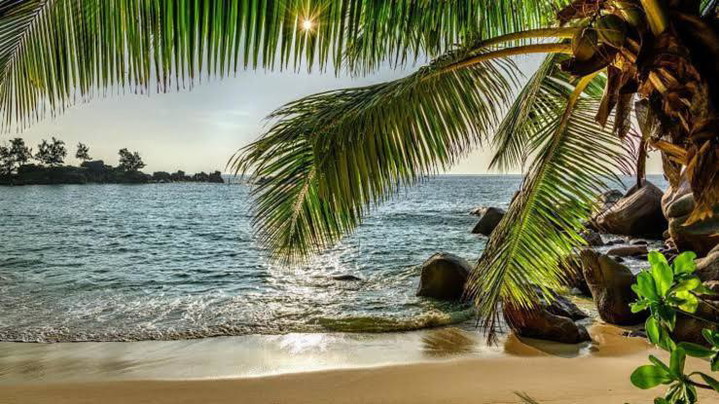 Baga Beach Palms - Goa