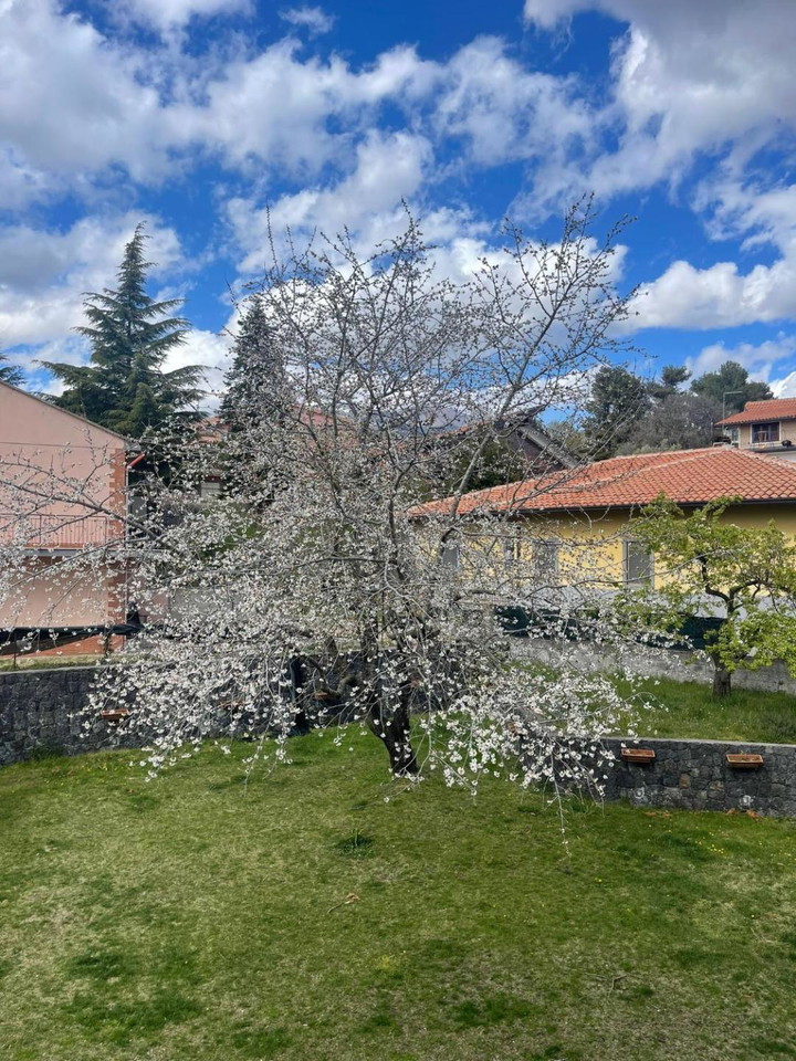 Etna Sotto Il Ciliegio - Trecastagni
