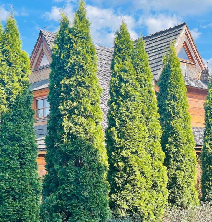 Villa Pandora - Zakopane Centrum - Zakopane