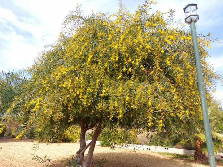 Andalusian Farmhouse With Barbecue, Pool And Wifi - Coín