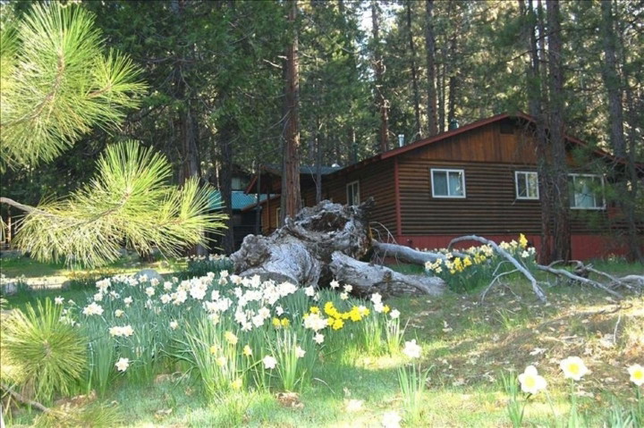 (39) River Song At The Redwoods In Yosemite - Californie
