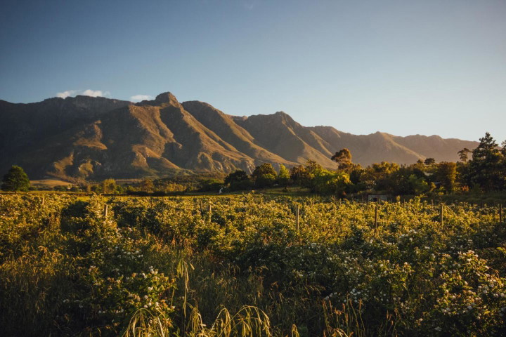 Wildebraam Berry Estate - Swellendam