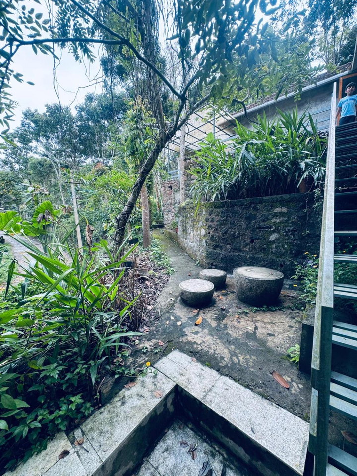Misty Wood - Thekkady