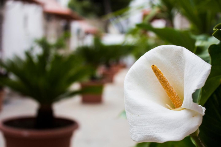 I Giardini Di Edicart - Bari