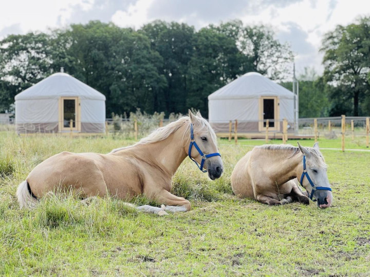 Magnolia Hoeve - Unieke Bestemming Voor Paardenliefhebbers En Bijzondere Overnachtingen In De Natuur - Venray
