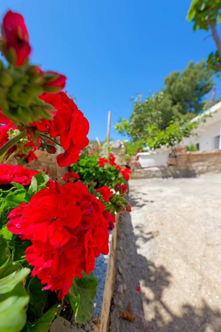 Flower Vila - Saranda