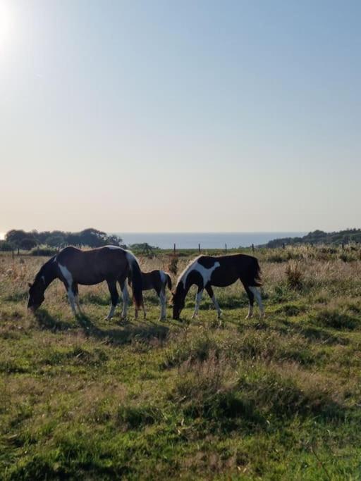 Chalet Vue Mer, Terrasse, Nature, Poney à Disposition - Dieppe
