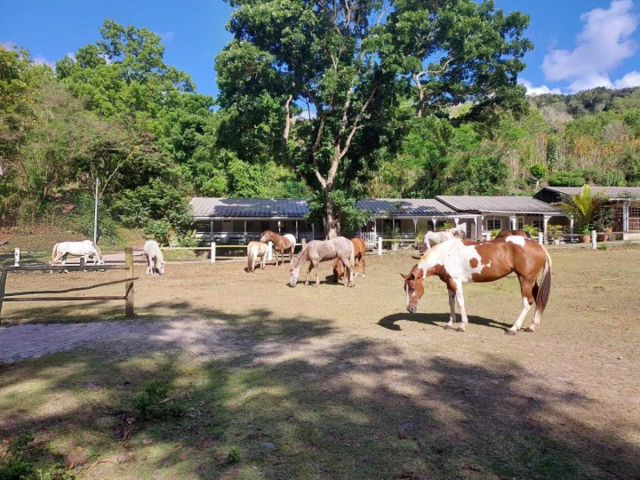 Ranch Black Horse - Martinique