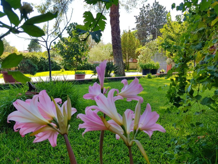 B&b Welcome - Pedara