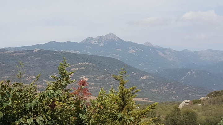 Macchie E Fiori - Figari