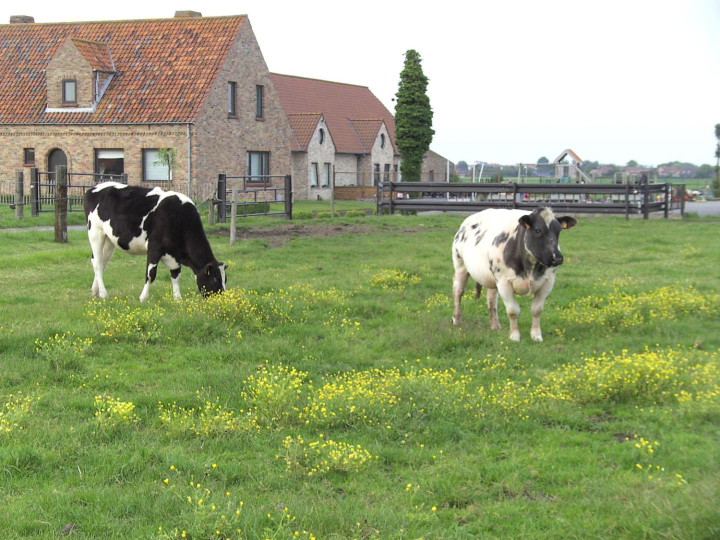 'T Vossenerf - Oudenburg