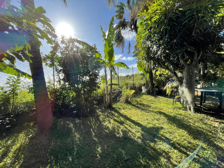 L’anthurium - La Réunion