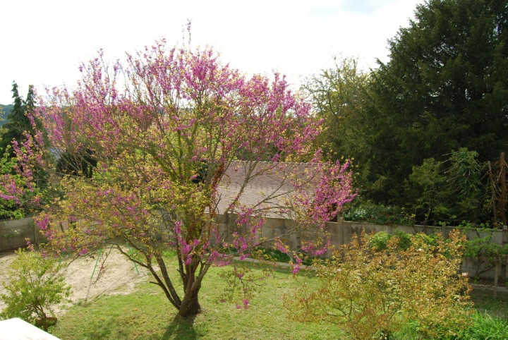 Ramier - Giverny